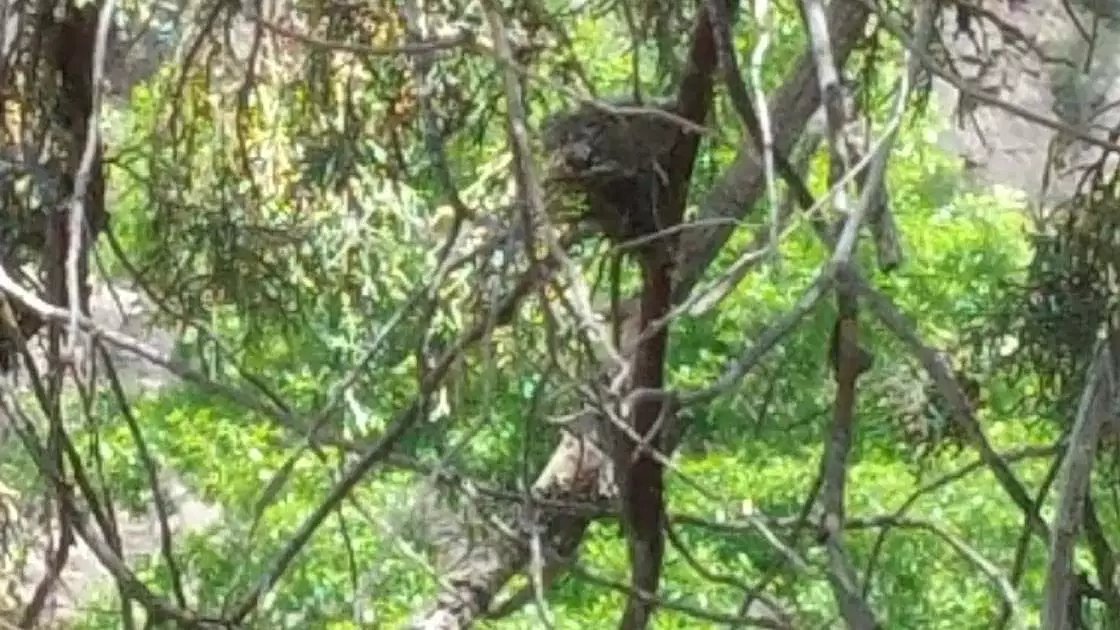 Cecelia Brownfoote (@dirtyfeete) | Twitter