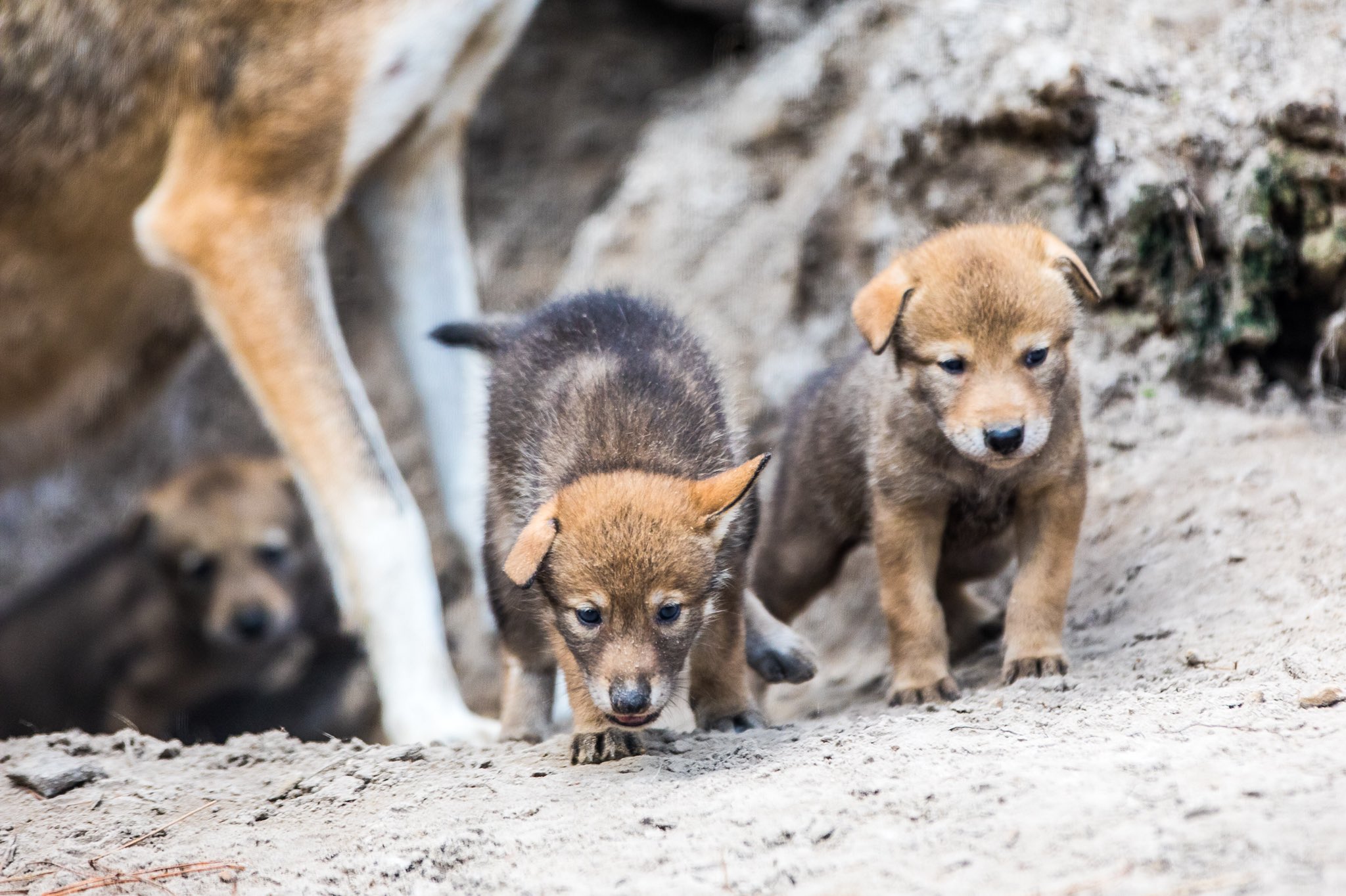 Baby Red Wolves