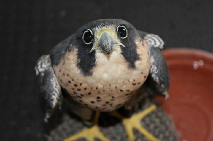 Cute Baby Peregrine Falcon