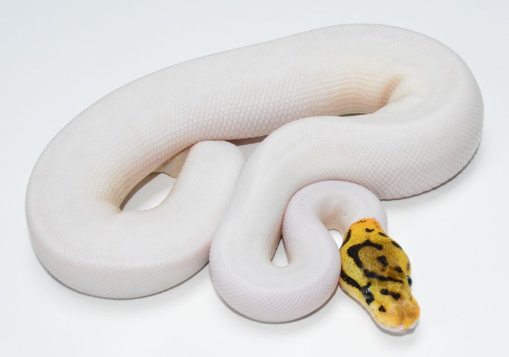 Bumble Bee Ball Python