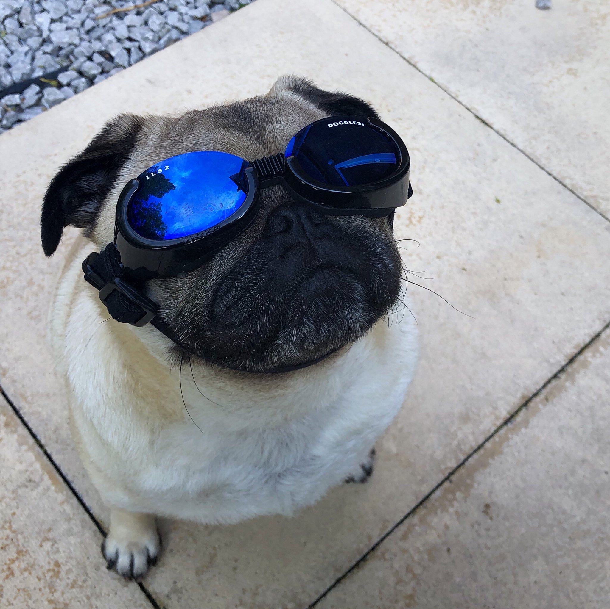 What Are Doggles Used For