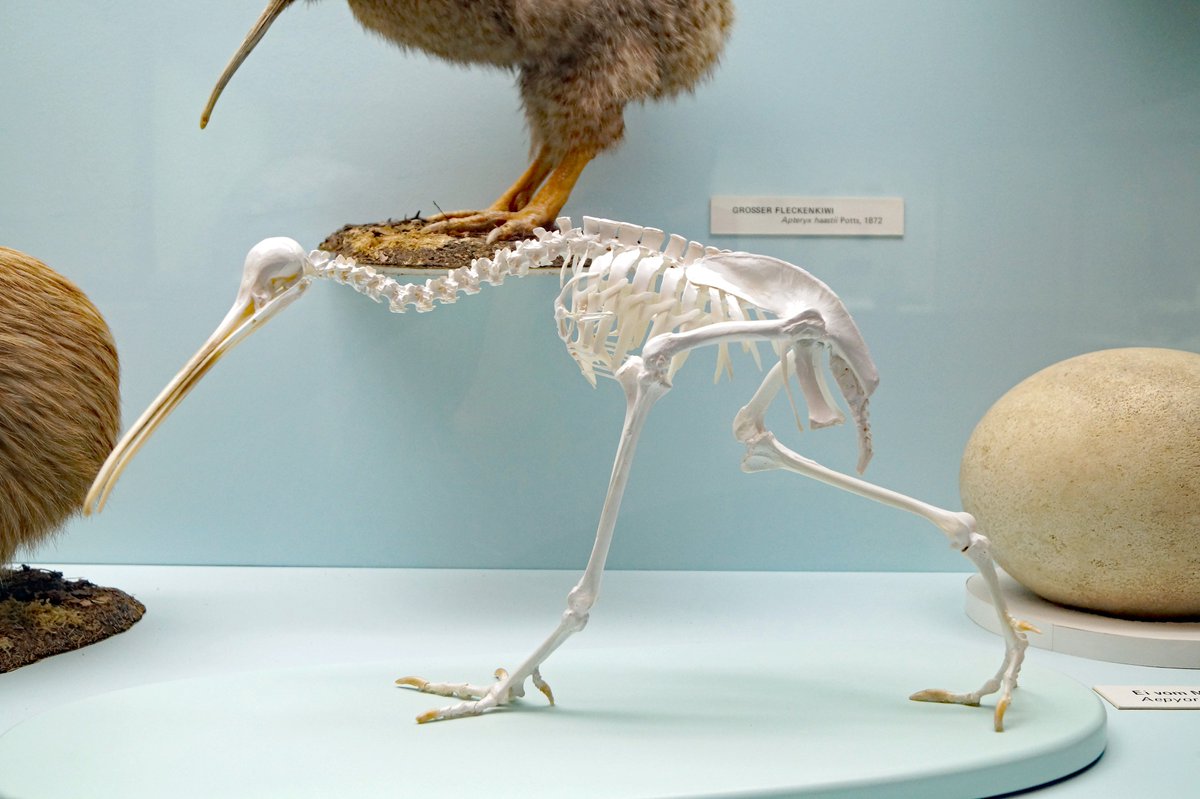 Kiwi Bird Skeleton