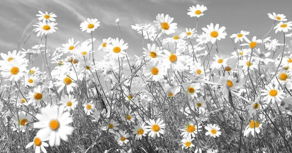 Daisy Background Twitter