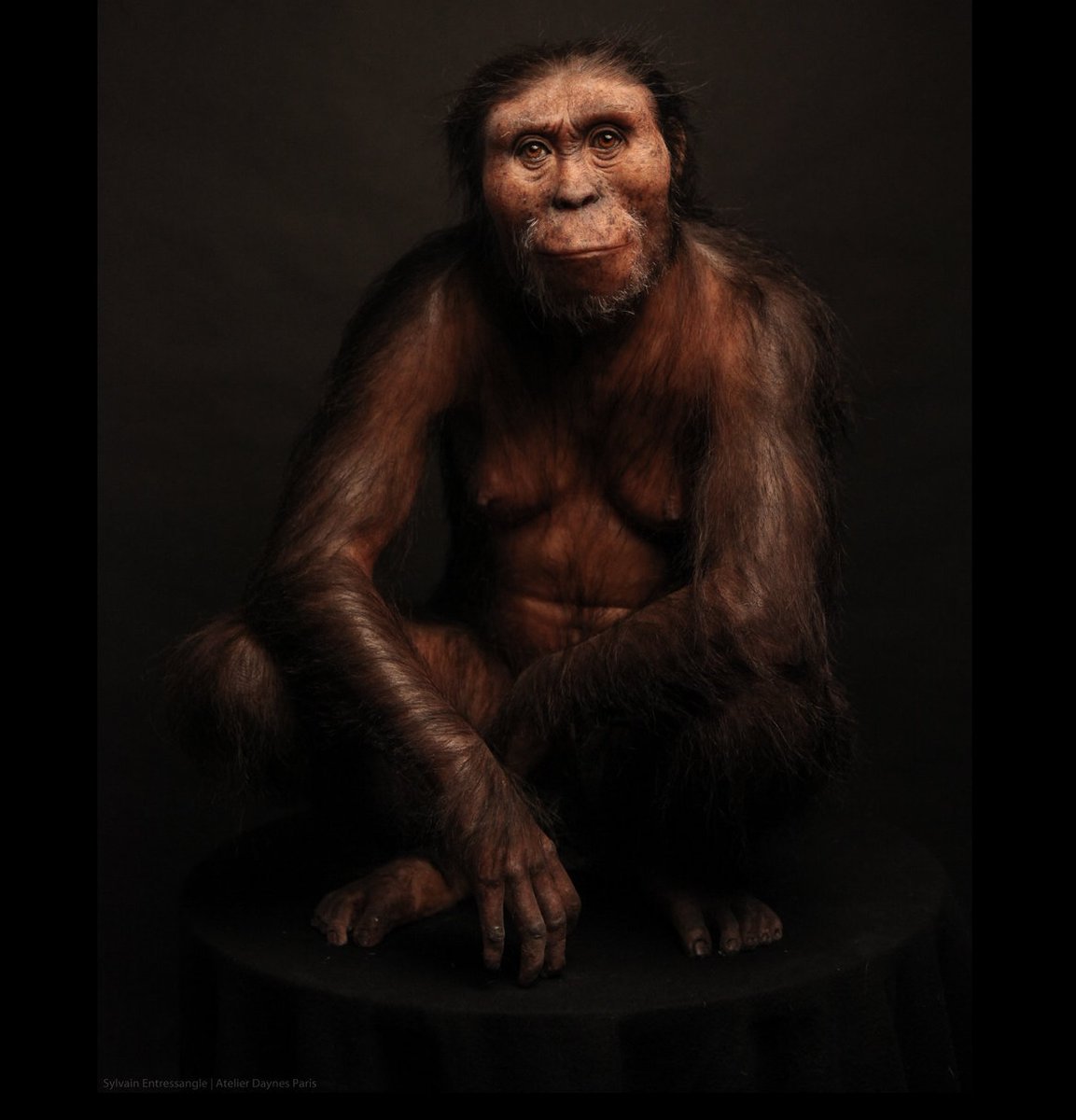 Lucy Australopithecus Reconstruction