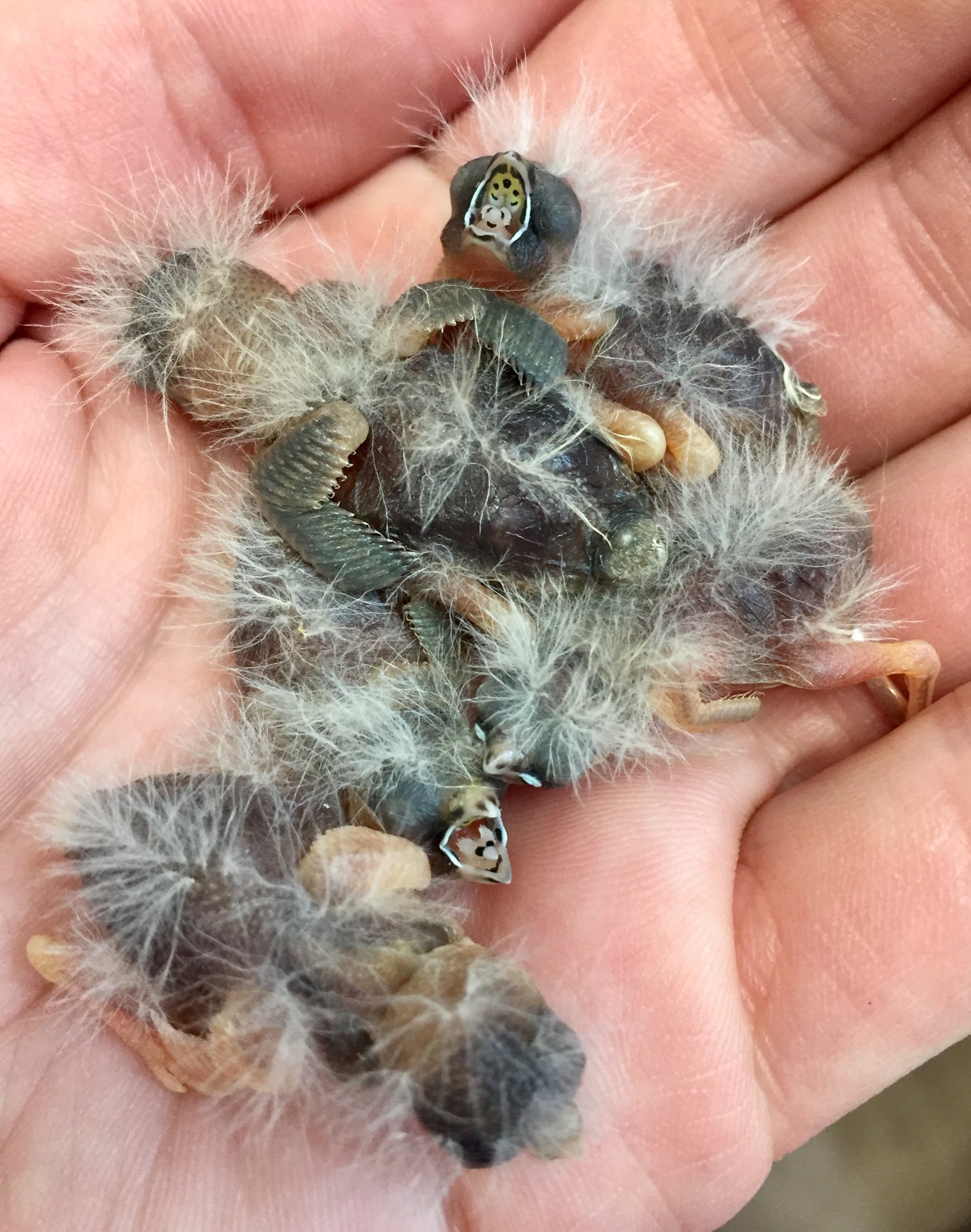 White Zebra Finch Baby
