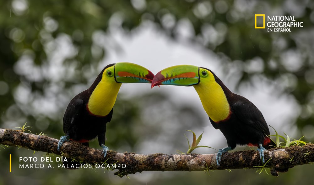 Que trama La Yoli? [CHOPEO] - Forocoches