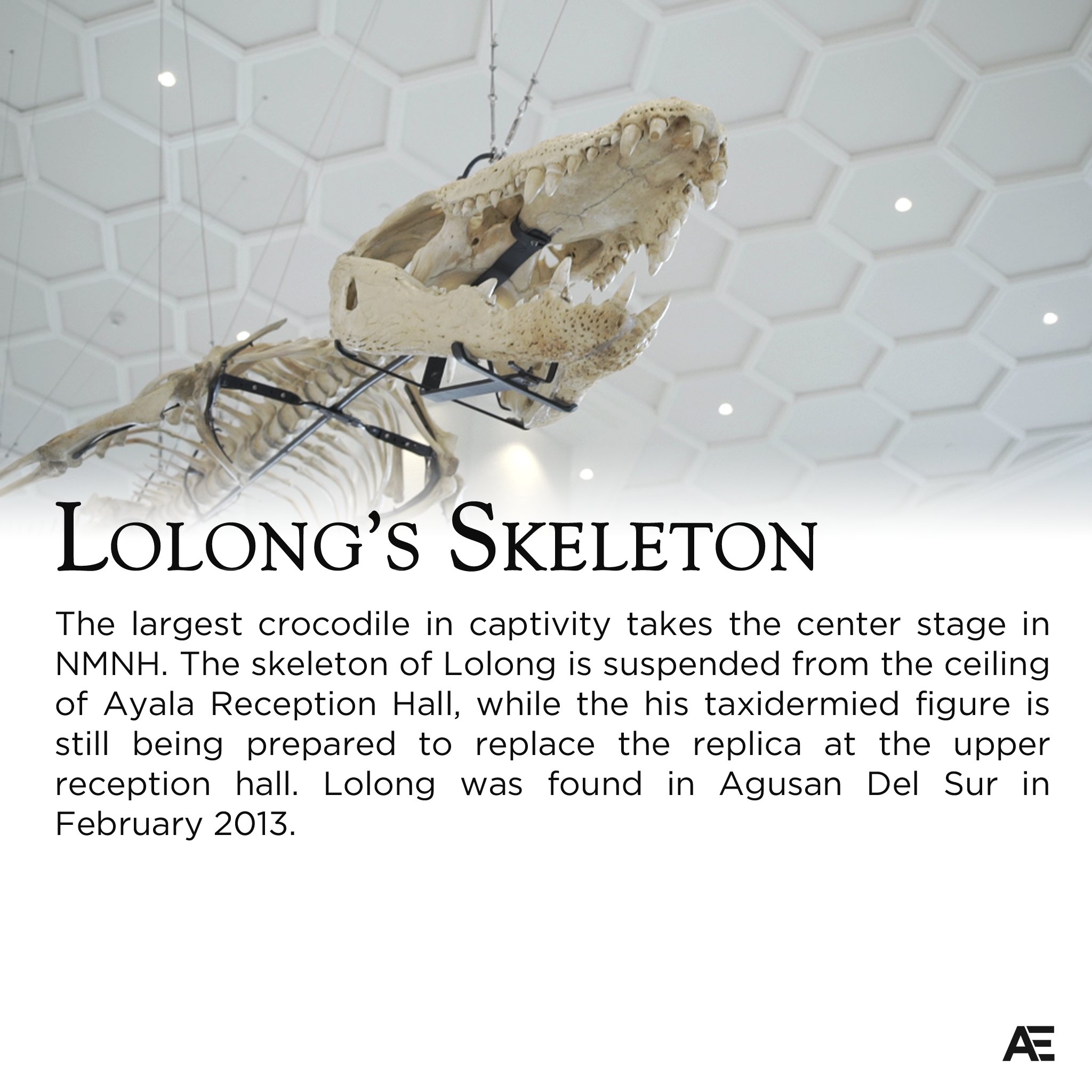 Lolong Crocodile Bones