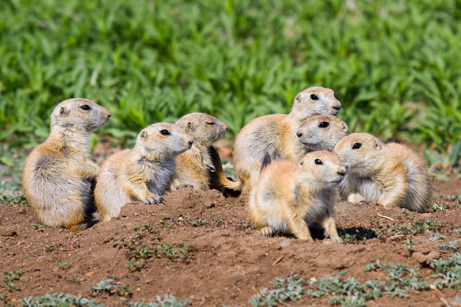 Do Black Tailed Prairie Dogs Like Big Groups