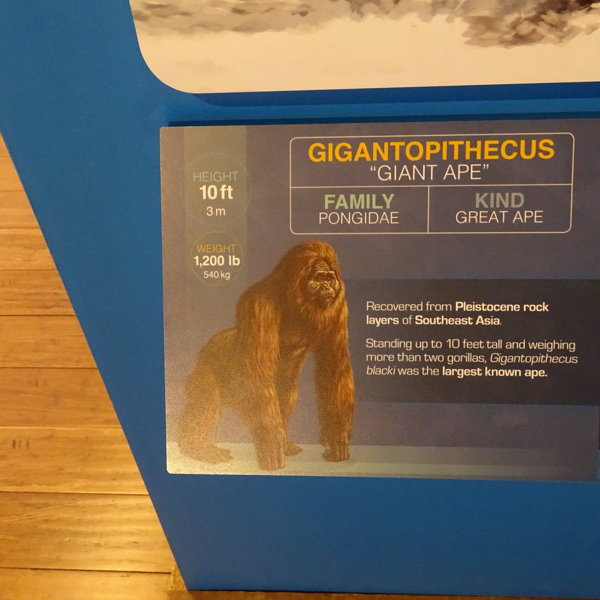 Gigantopithecus Height What Is Gigantopithecus? Meet The 10 Foot Ape