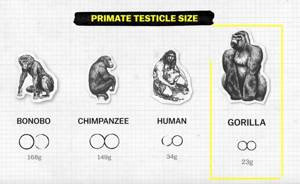 Human Testis Size