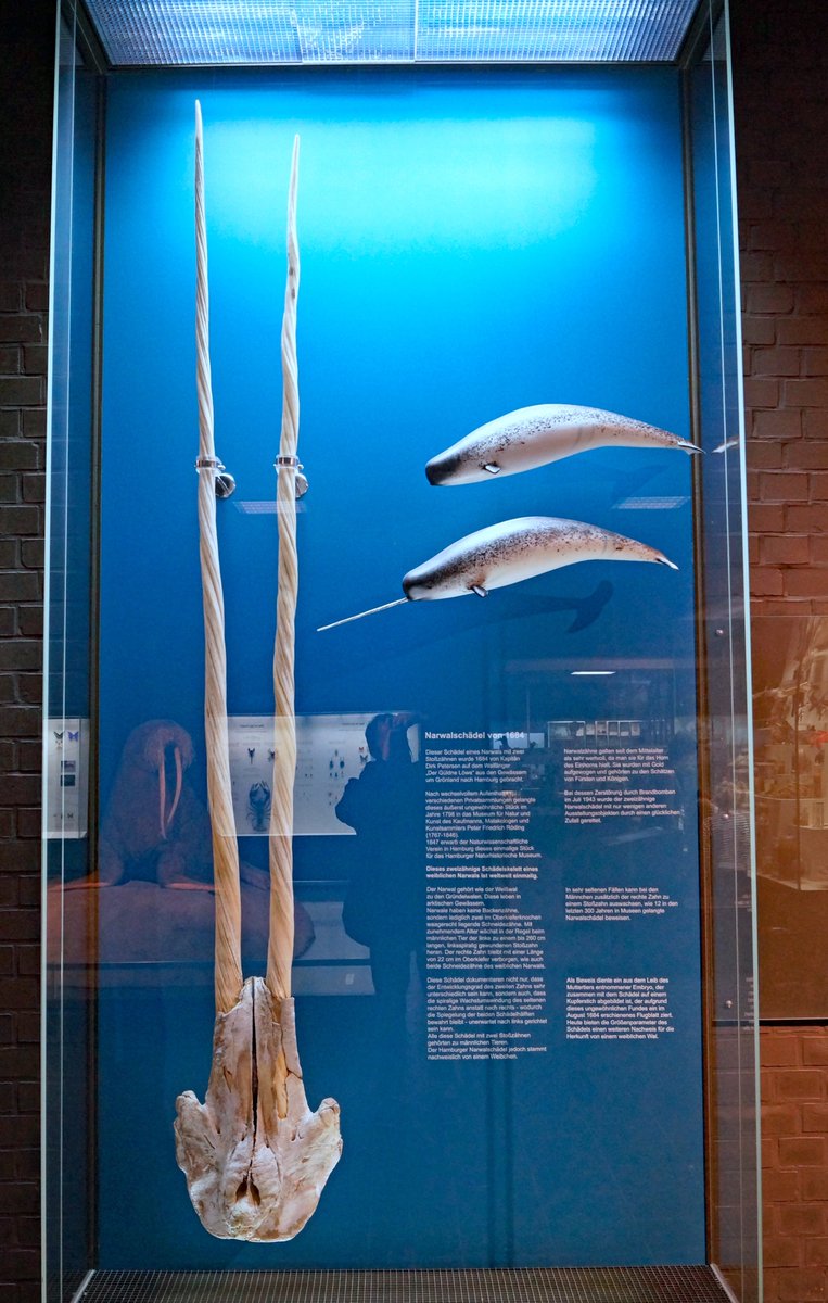 Narwhal Skull