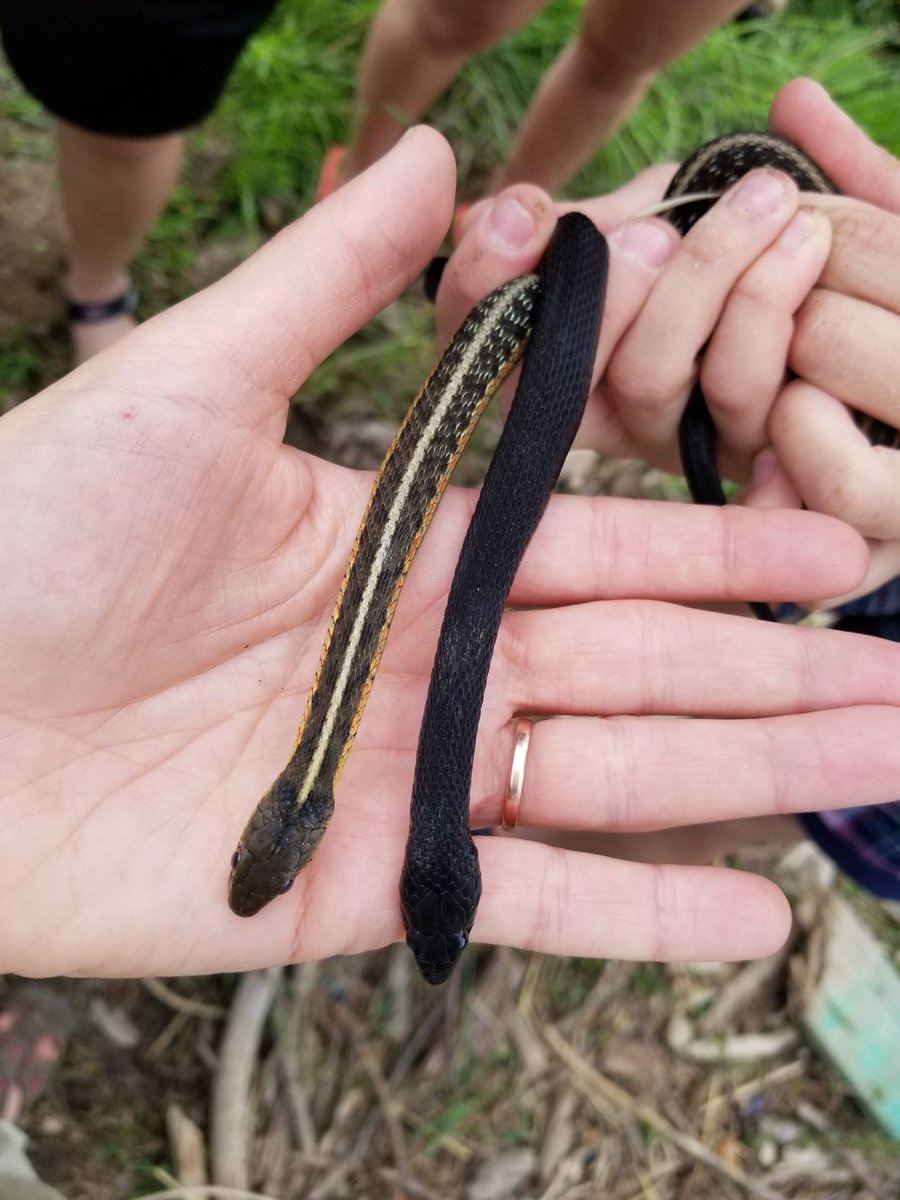 Melanistic Garter Snakes