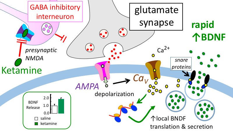 Nmda Antagonist How It Works