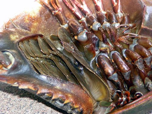Horseshoe Crab Gills