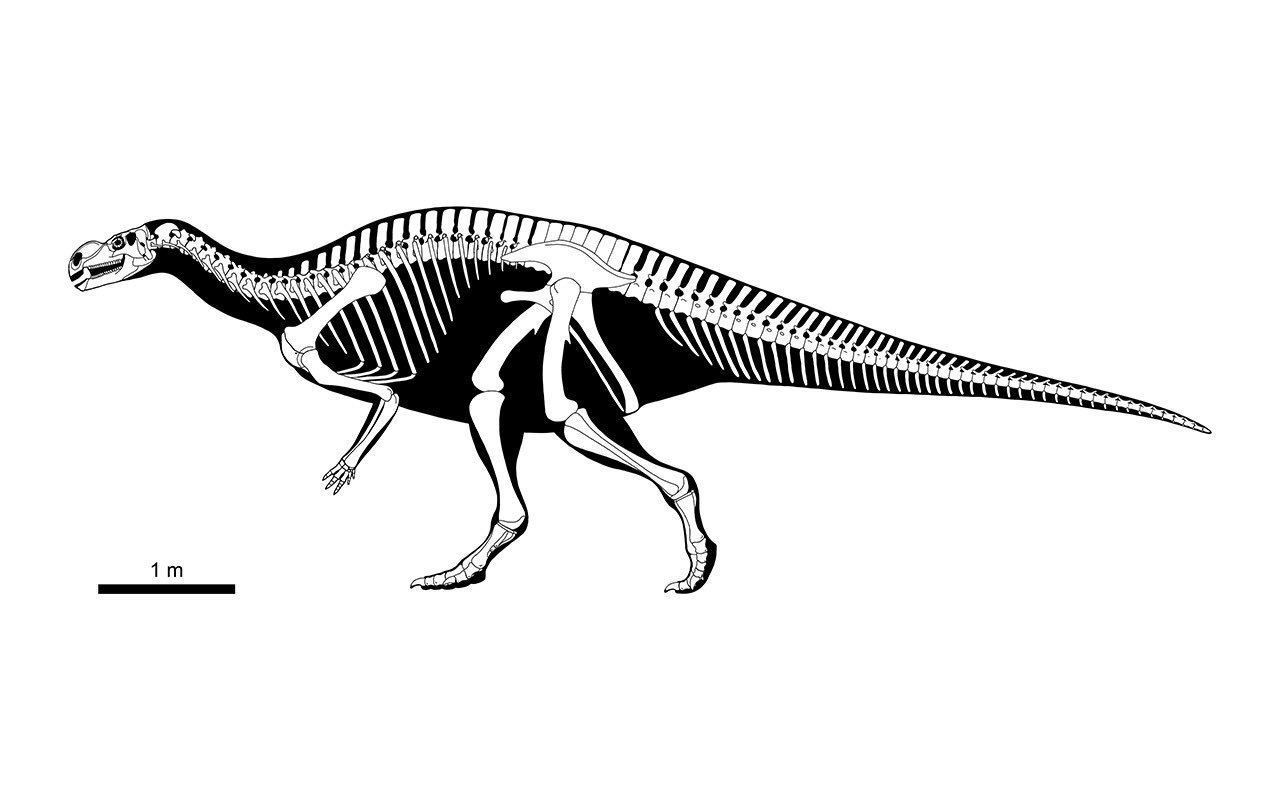 Muttaburrasaurus Skeleton