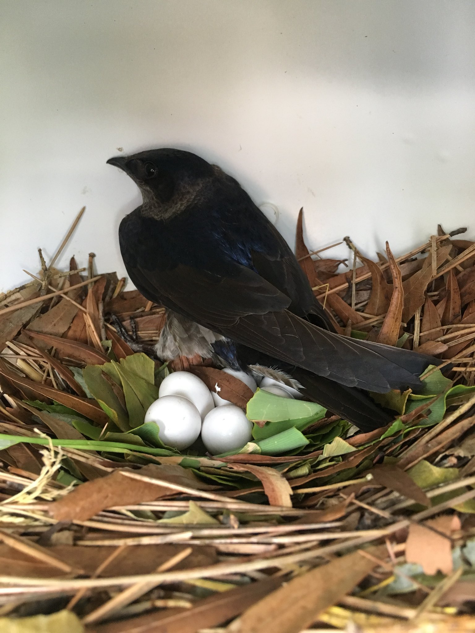Purple Martin Eggs