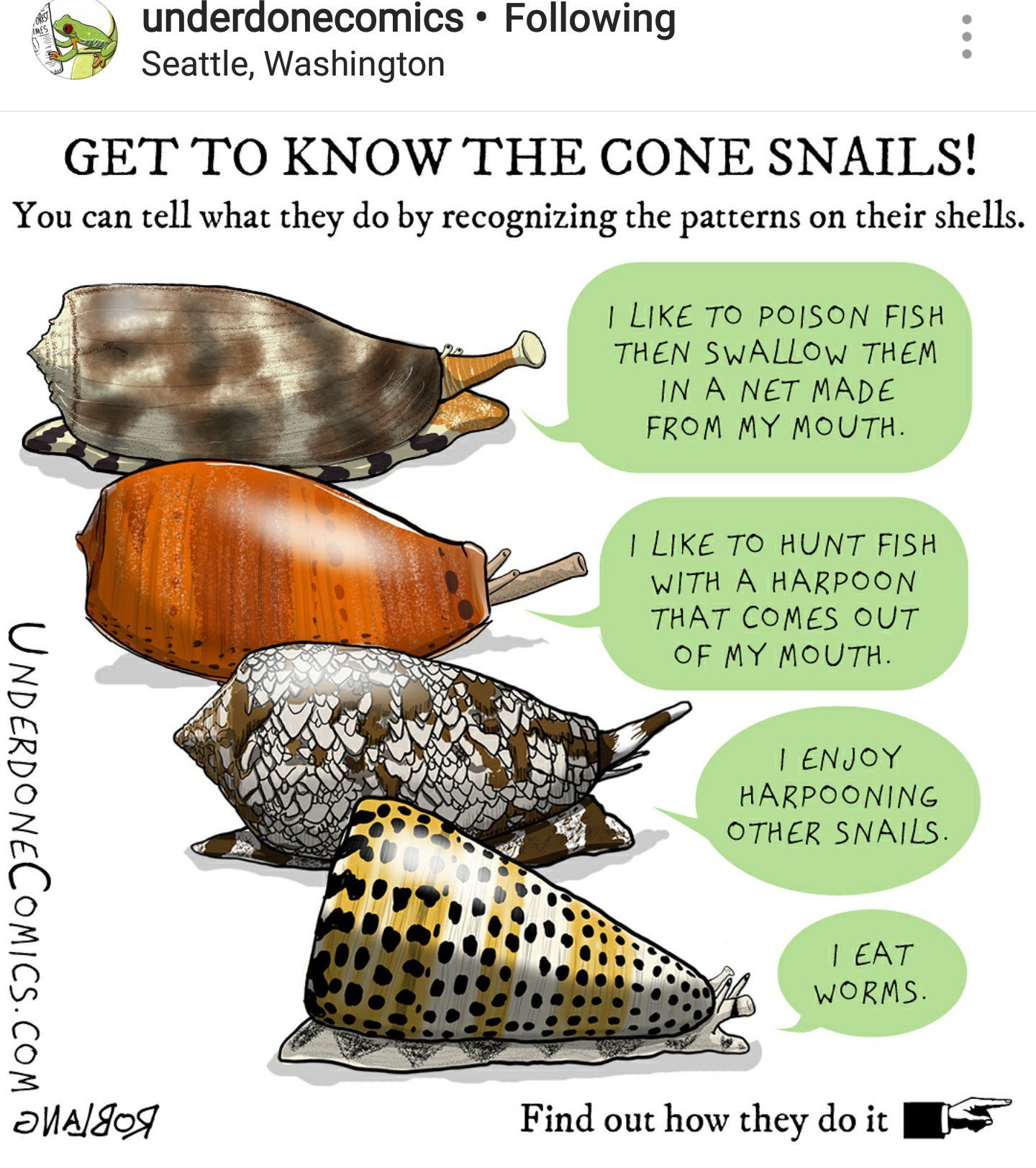 Harpoon Cone Snail Sting