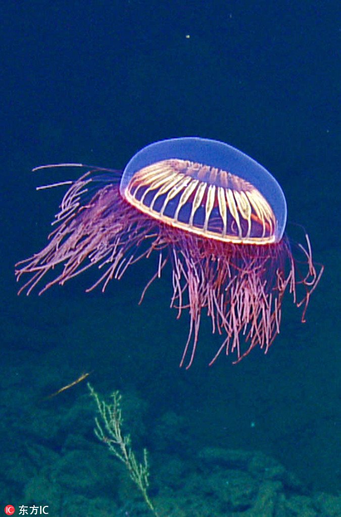 Deep Sea Rainbow Jellyfish