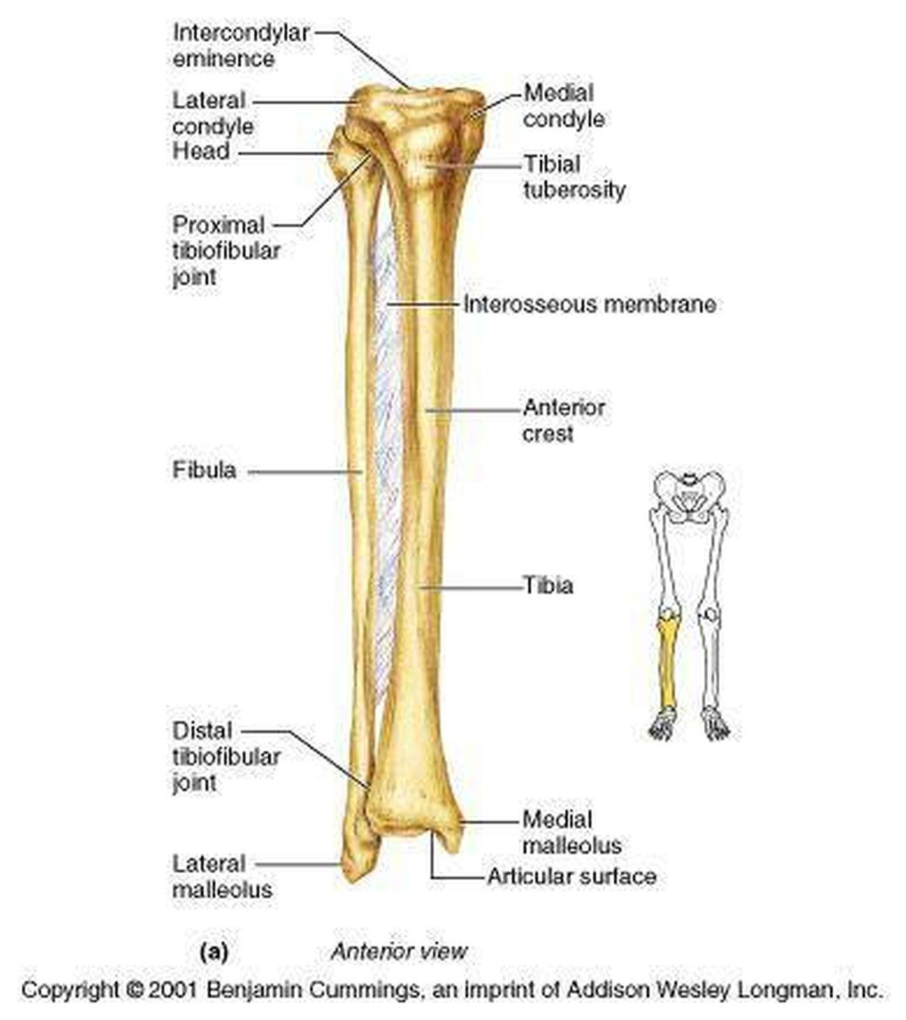 Anterior Crest Of Tibia