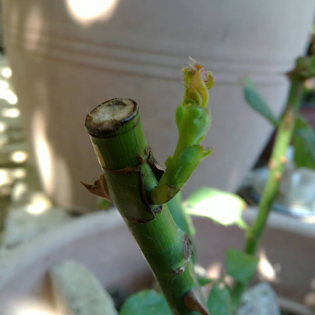 How To Do Budding In Rose Plants