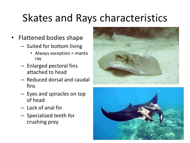 Difference Between Skates And Rays