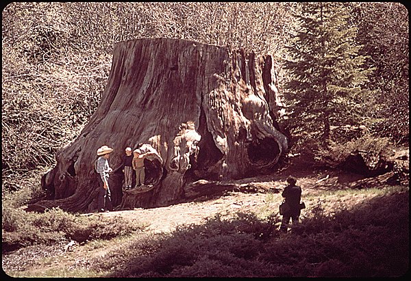 These tourists stopped by Big Stump Meadow for a photo op. , is this ...