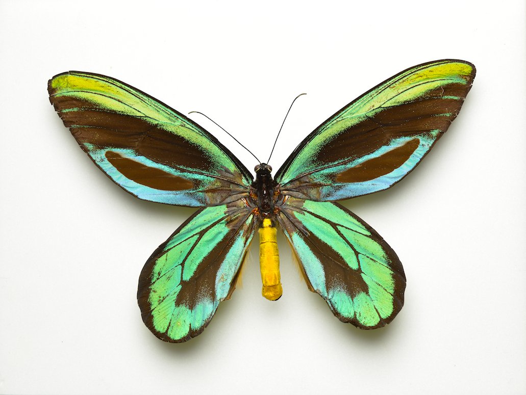 The world’s largest butterfly, queen alexandra’s birdwing, is also one ...