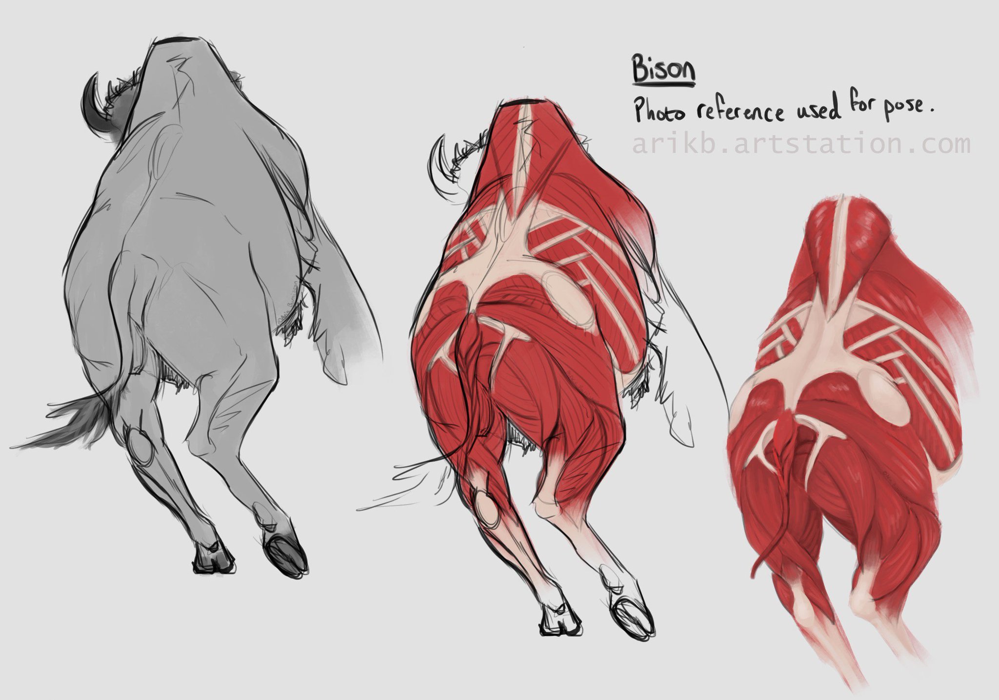 Bison Muscle Anatomy