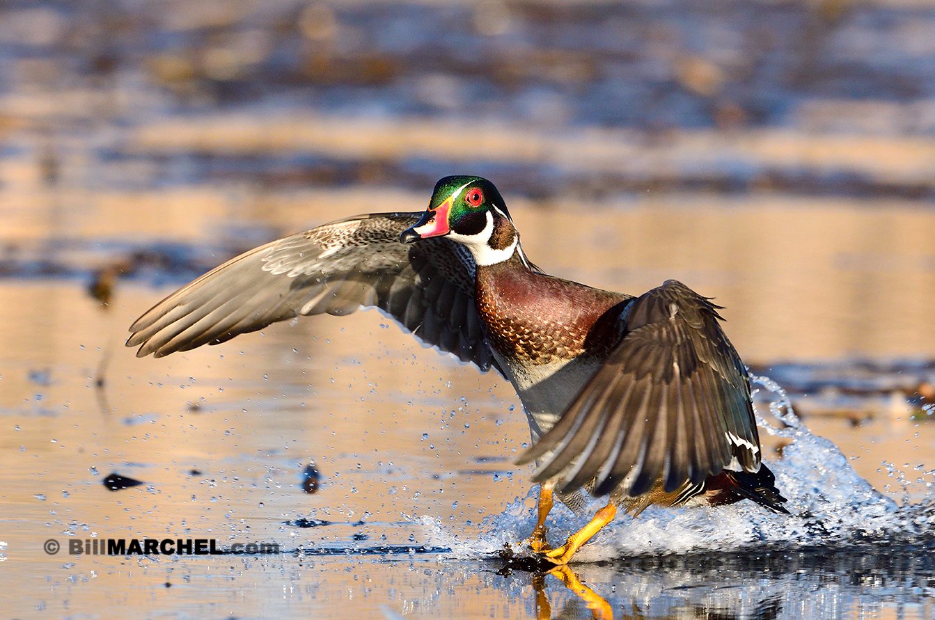 Drake Wood Duck Landing