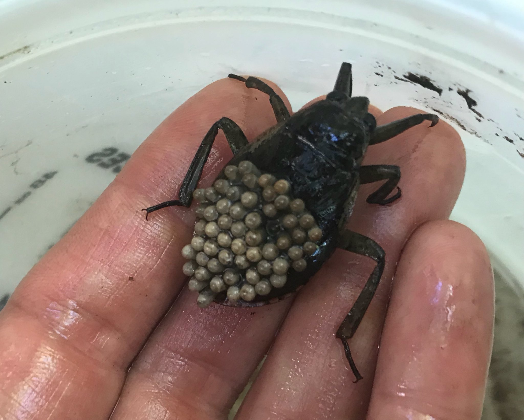 Water Bug Eggs