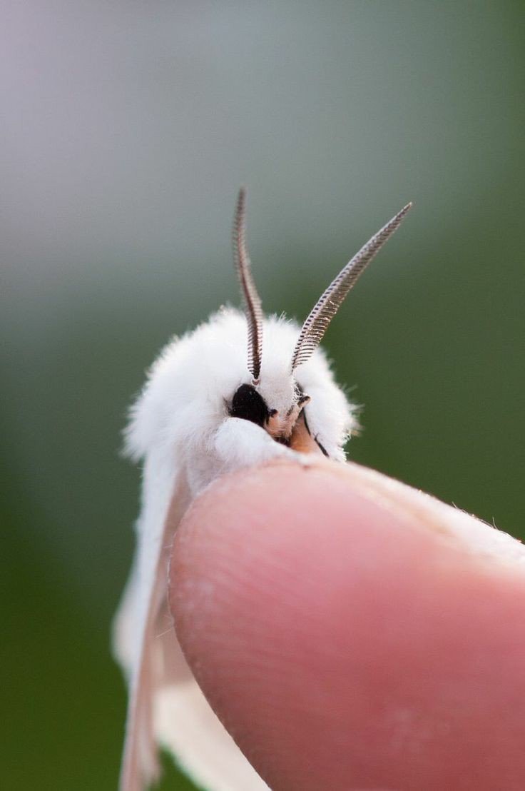 Venezuelan Poodle Moth Cute