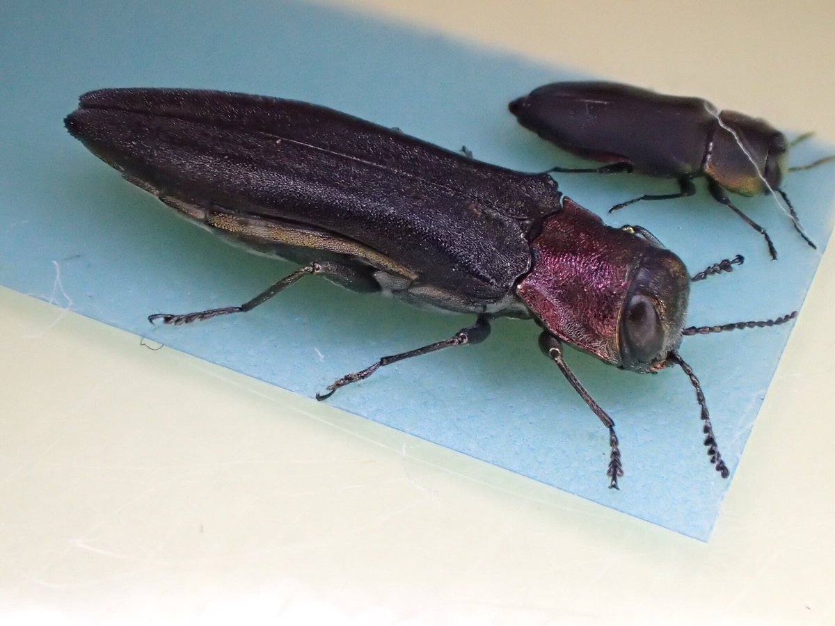 自分で作る日本産タマムシ科リスト - 自分で作る日本産タマムシ科リスト