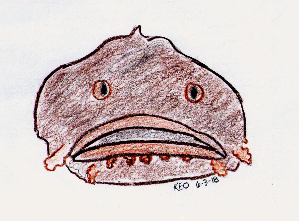 Oyster Toadfish Drawing