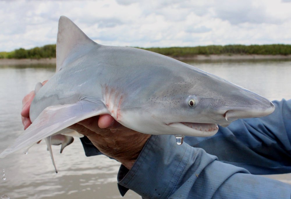 Bizant River Shark