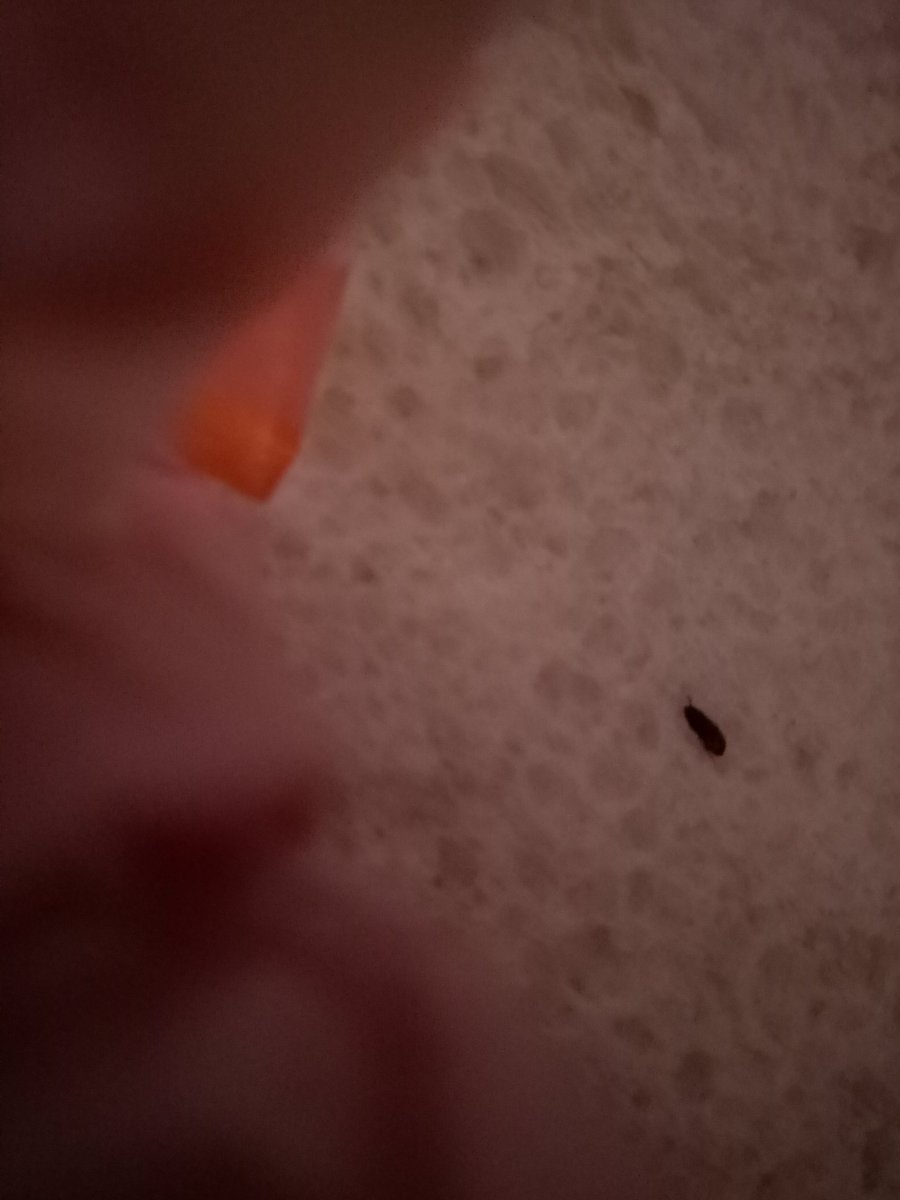 Consumer Alert : Insect Found In Sandwich Bread | PesPro