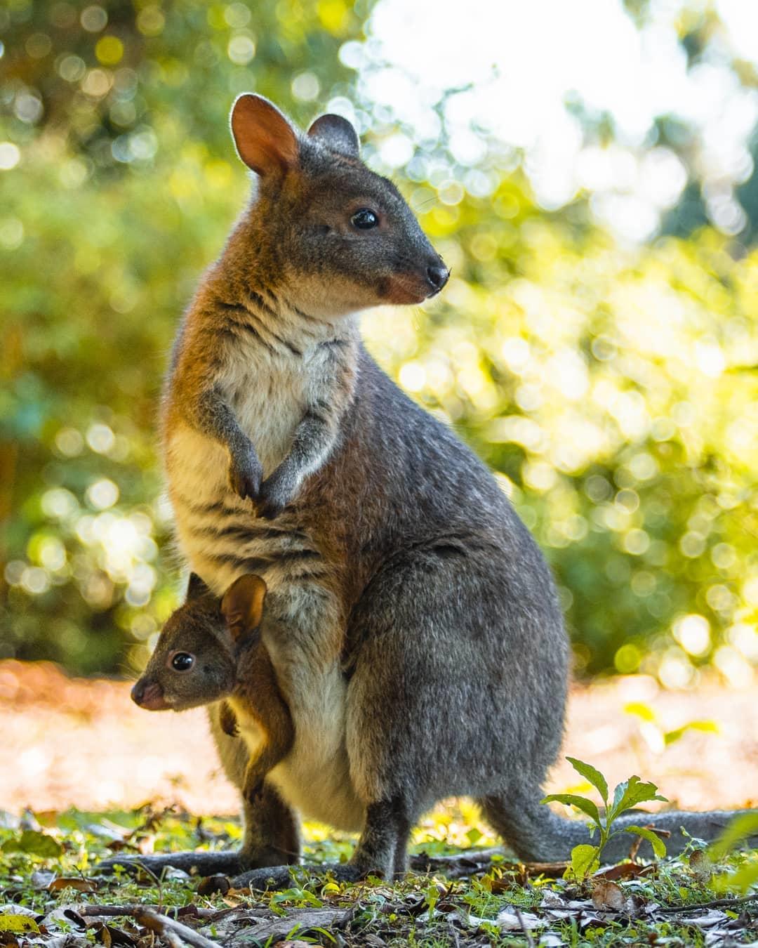 Pademelon Baby