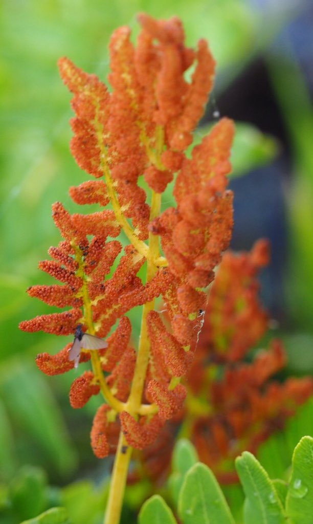 Osmunda Flower