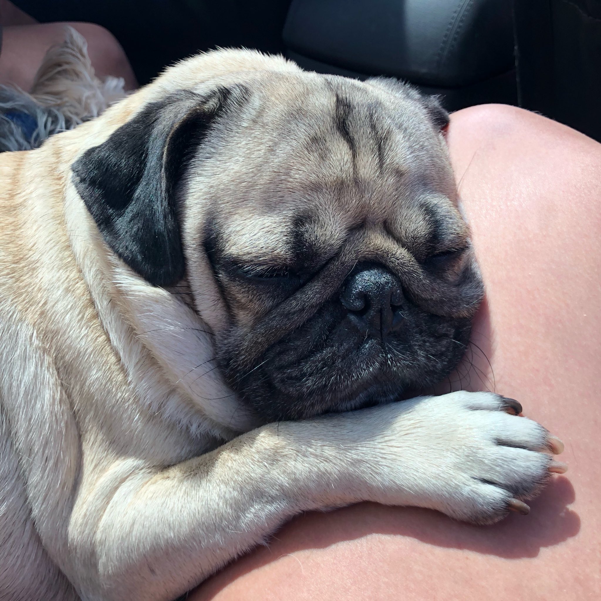 Why Are Pugs So Clingy