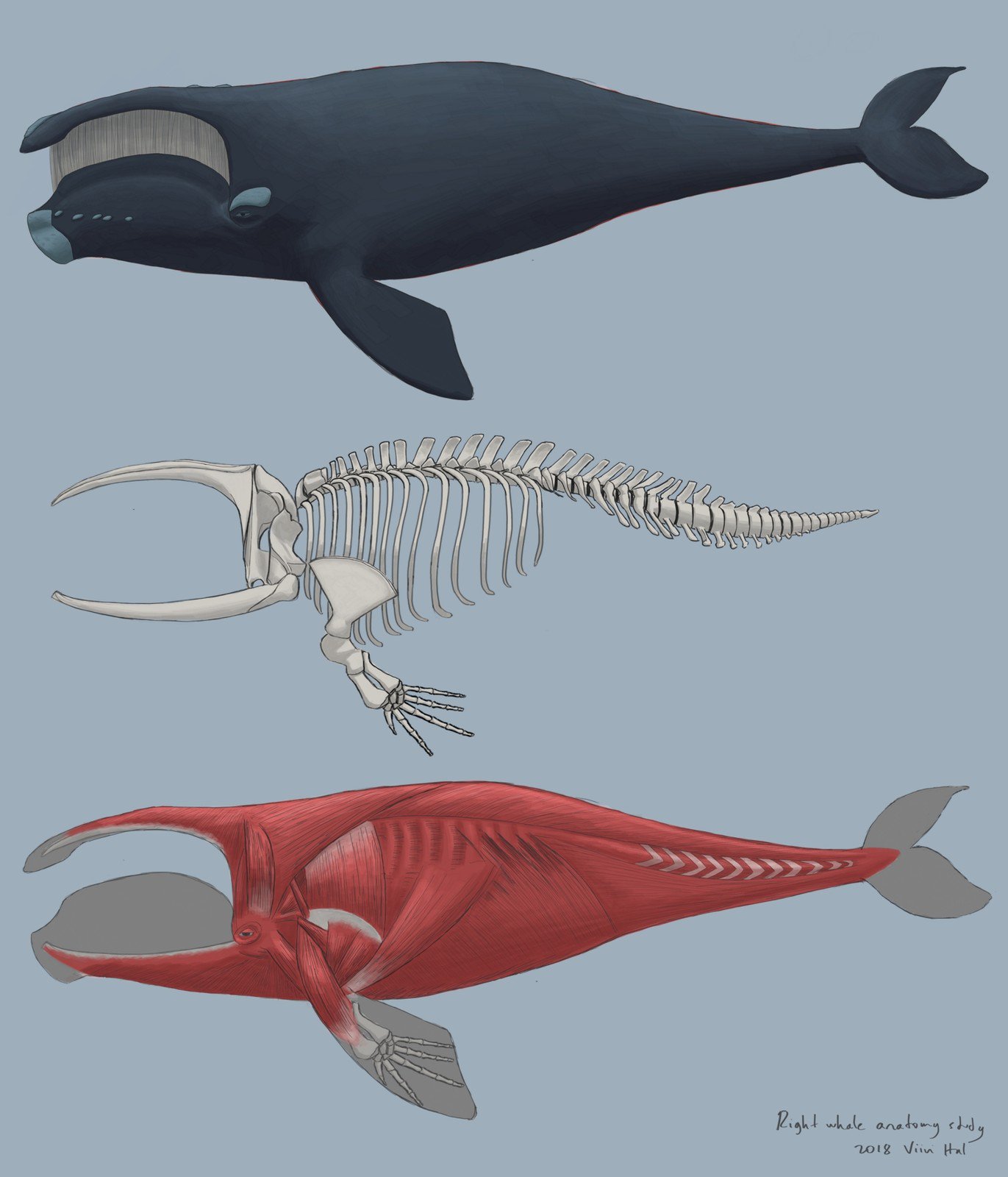 Humpback Whales Anatomy