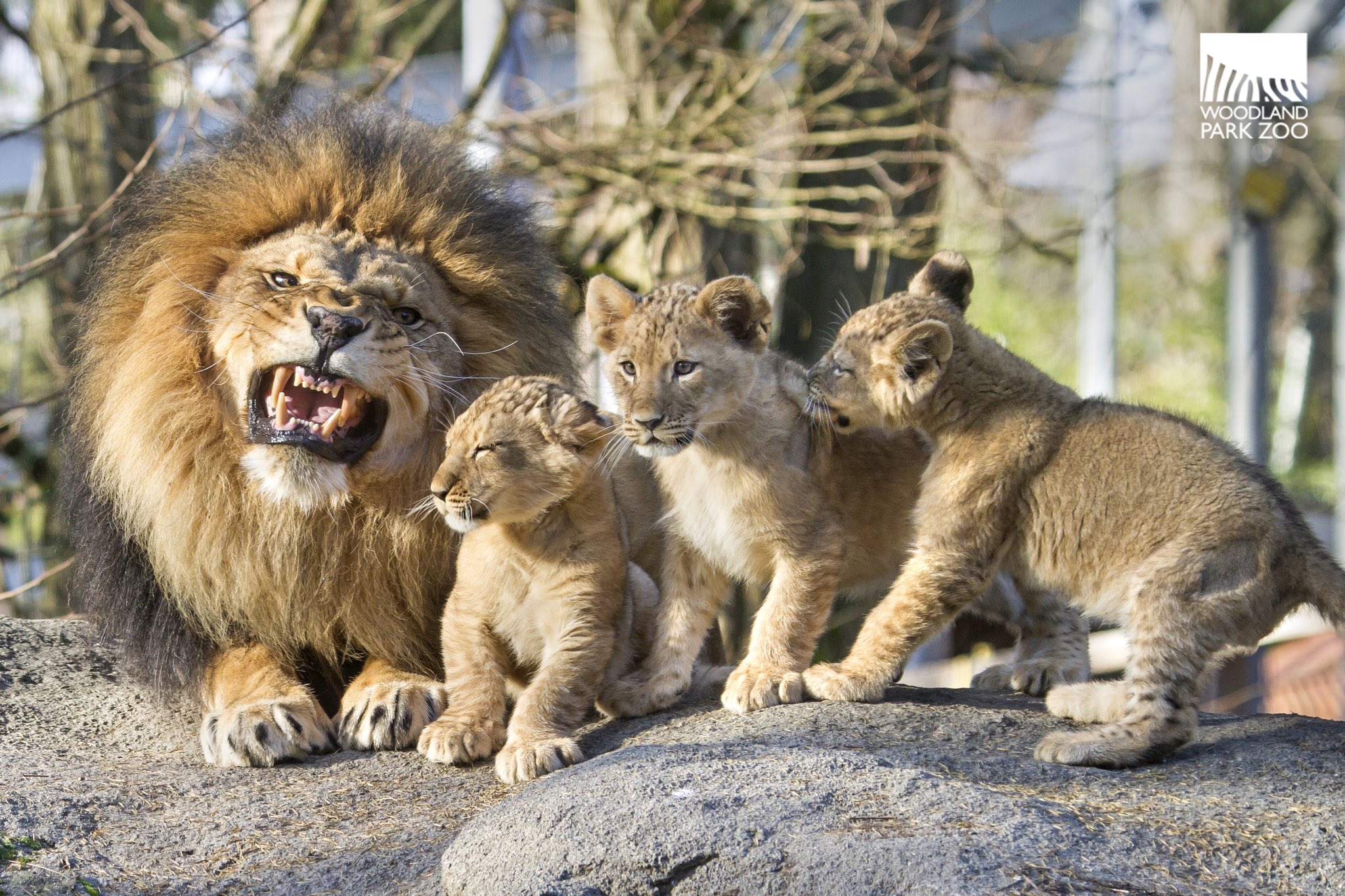 Baby Lion With Dad