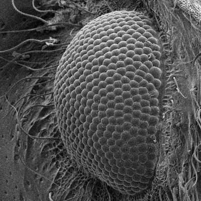 Scanning Electron Microscope Images Of Insects