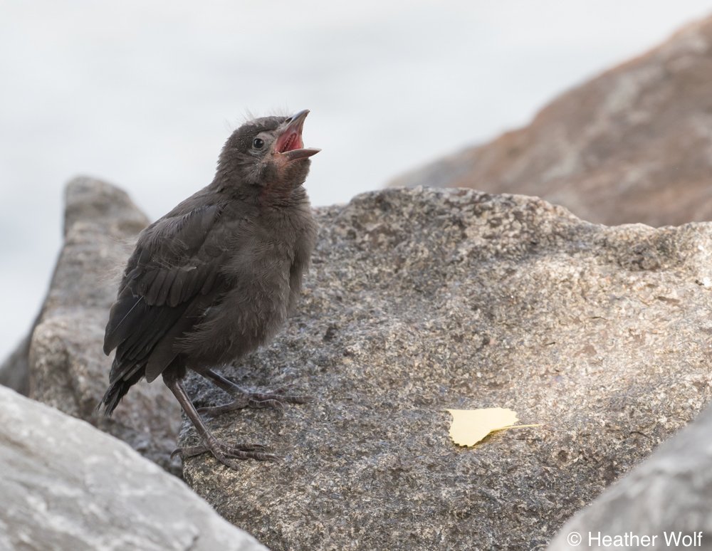 Grackle Fledgling