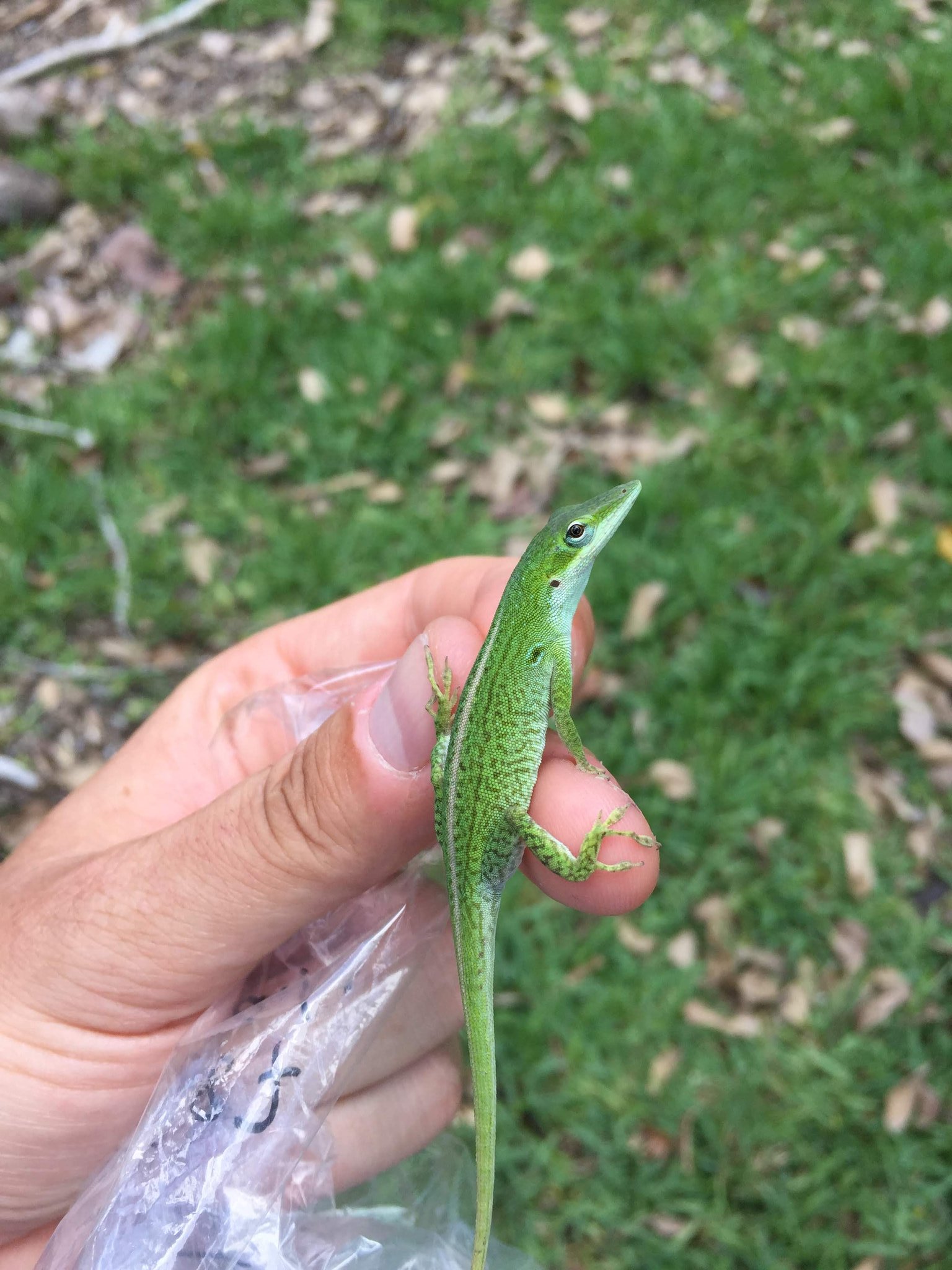 Female Anole Nature's Reflections – The Green Anole – SECO Energy