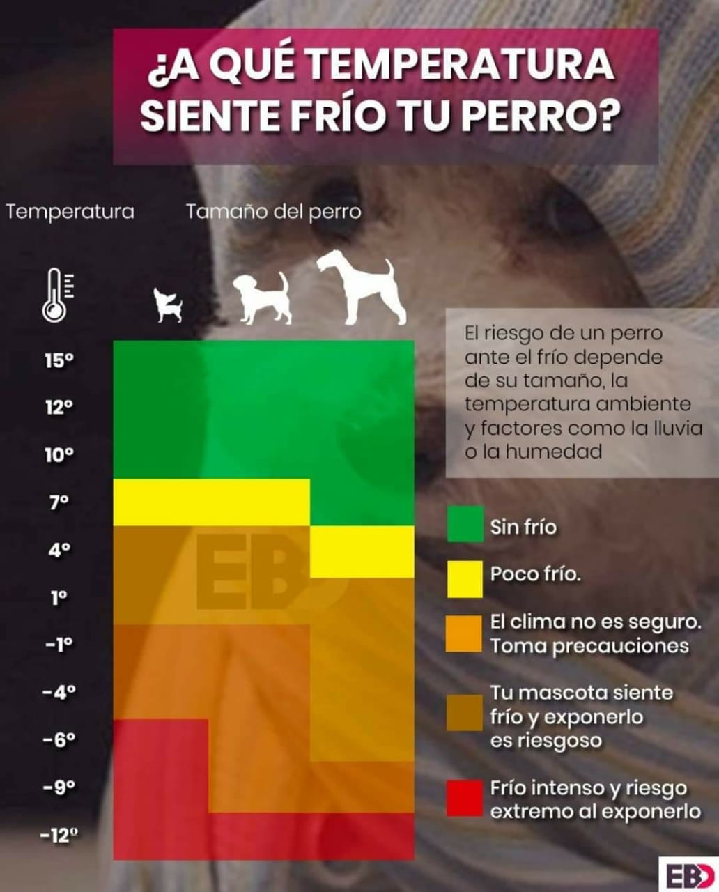 El Perro Siente Frio