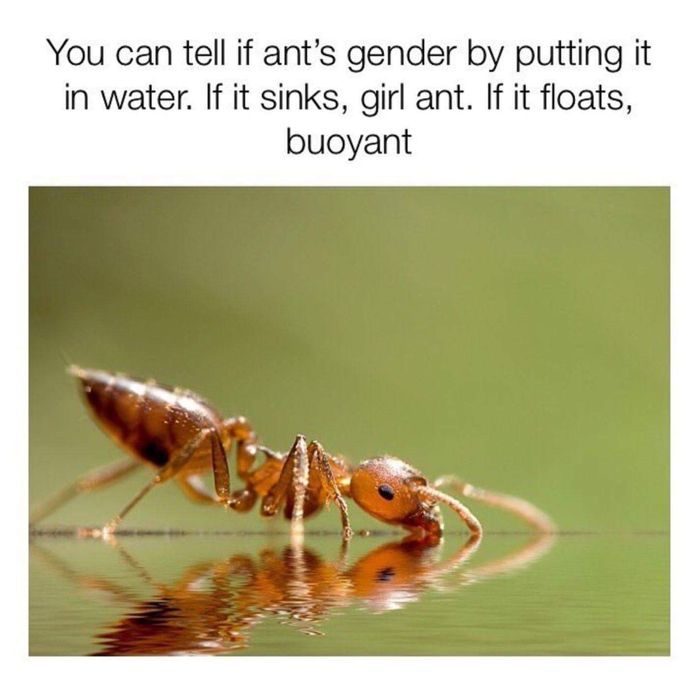 Bullet Ant Memes 31. January 2025 ANTCUBE