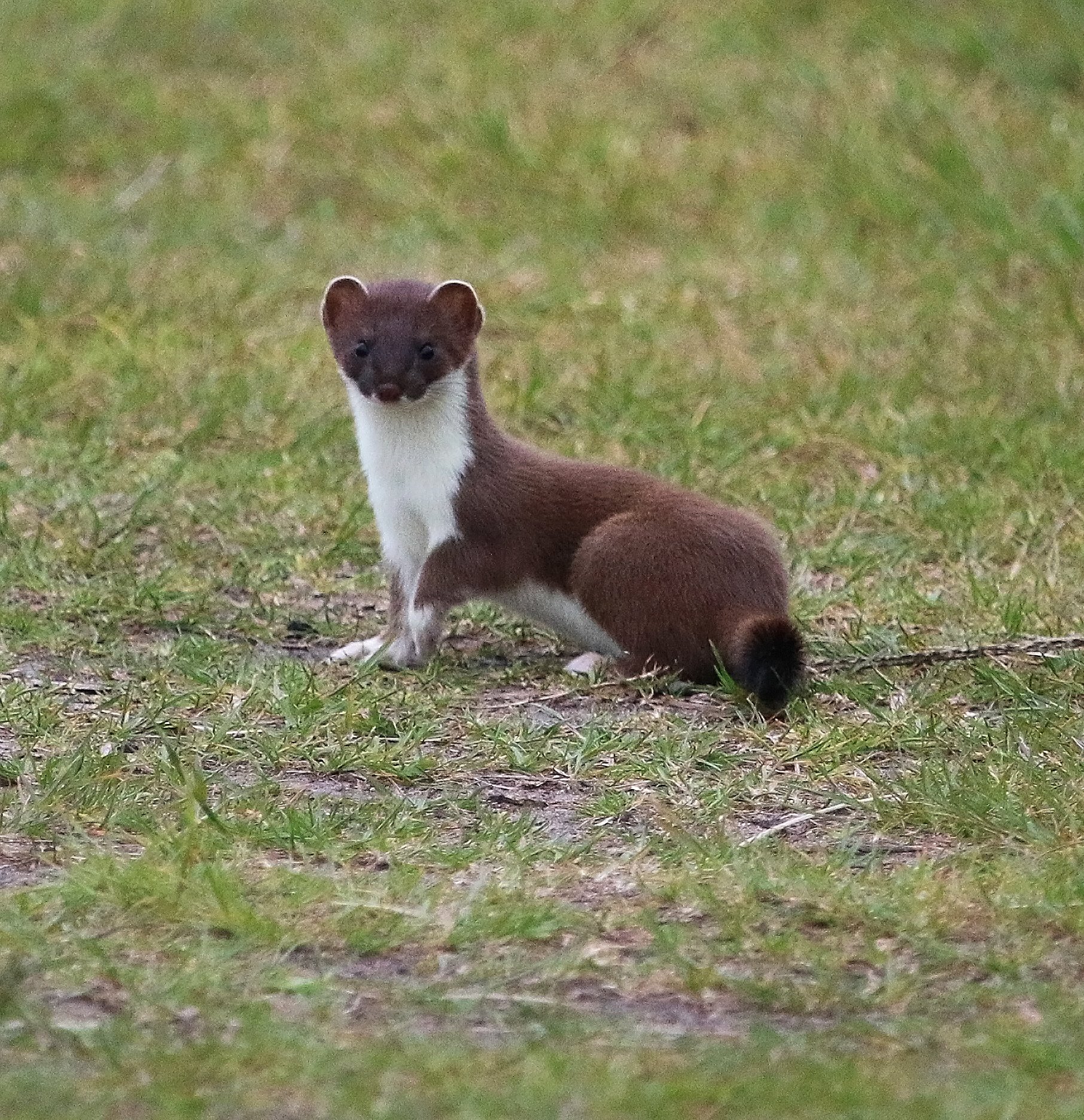 Stoat Jumping