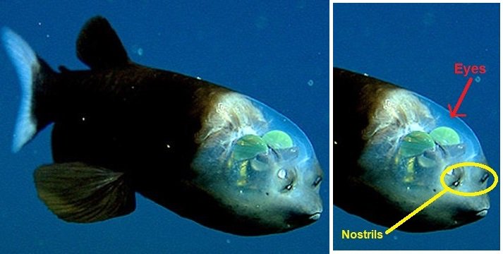 Barreleye Spook Fish