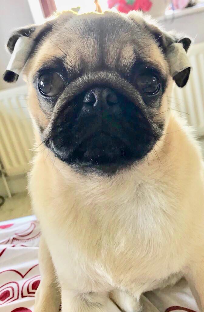 Why Do You Tape Pugs Ears