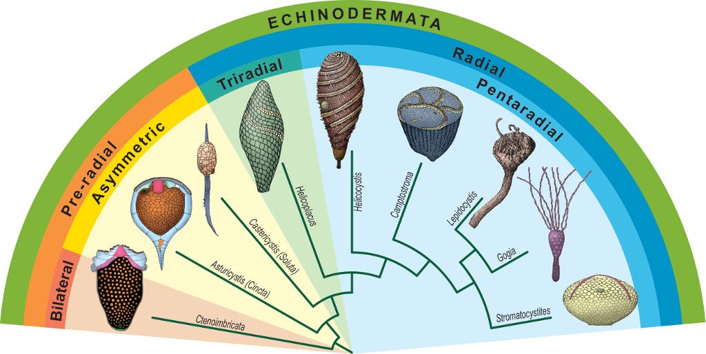 Phylum Echinodermata Tree