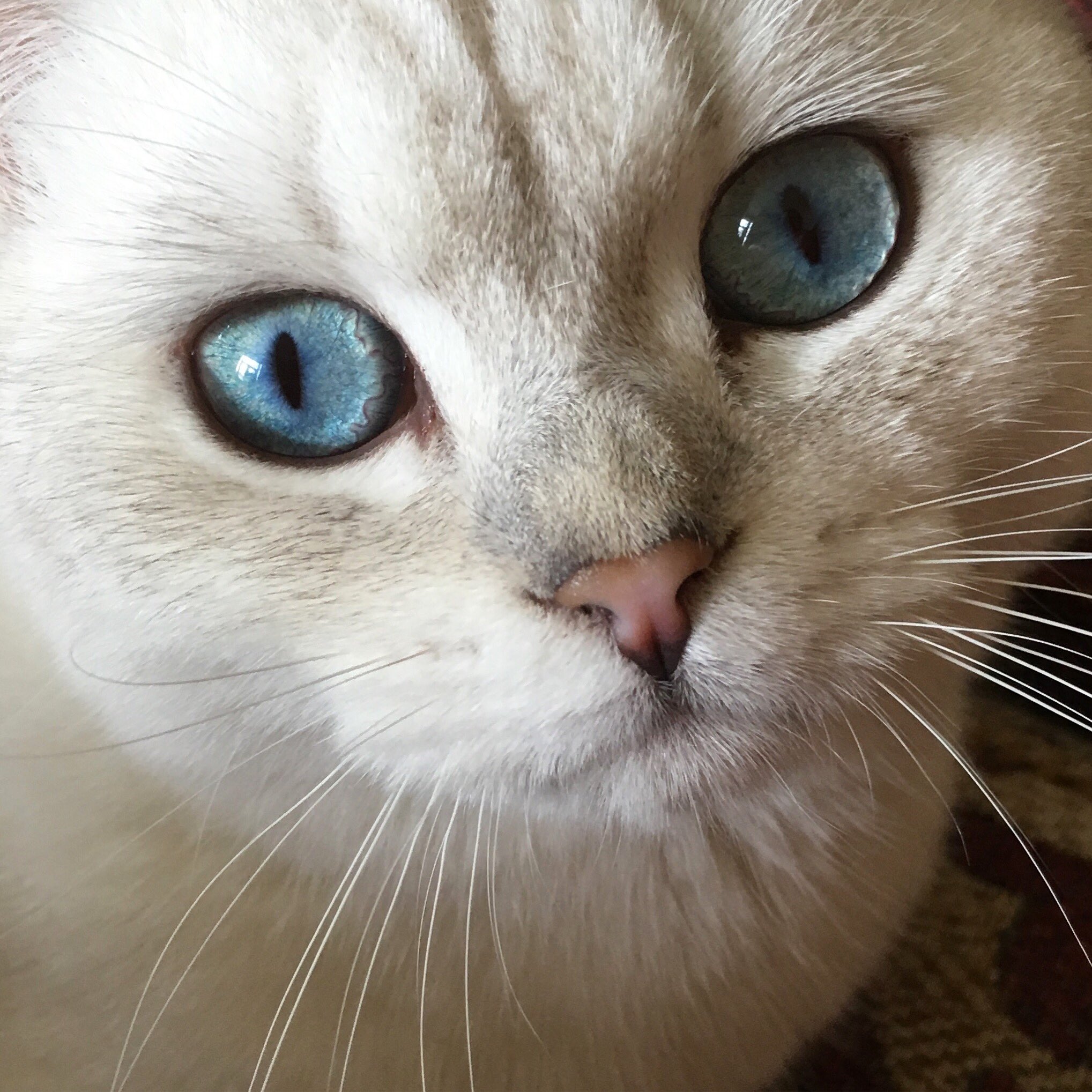 British Shorthair Colourpoint